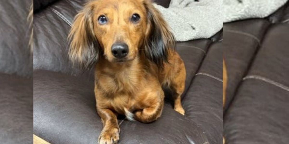 Crenshaw Animal Clinic Pet of the Week - Milo