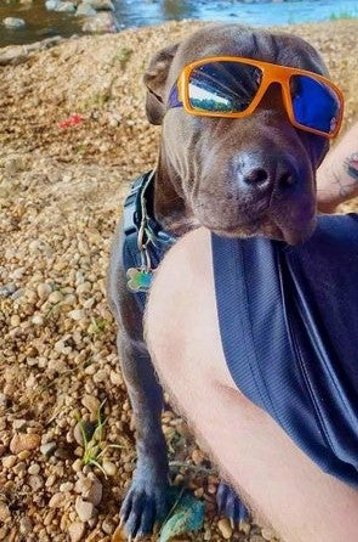 Luverne Veterinary Hospital Pet of the Week-Lovable pitbull ...