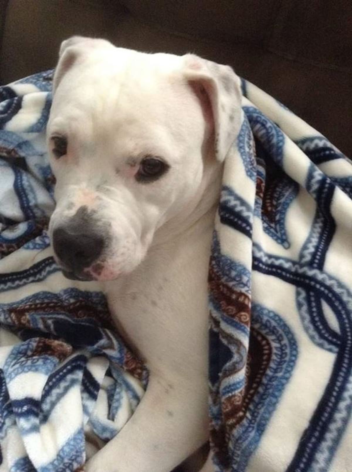 Pet of the Week-Elly May