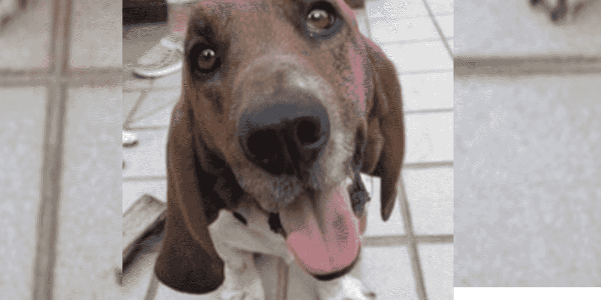 Crenshaw Animal Clinic Pet of the Week-Jasper