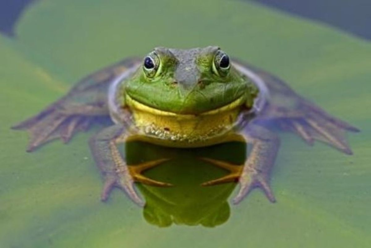 April is National Frog Month