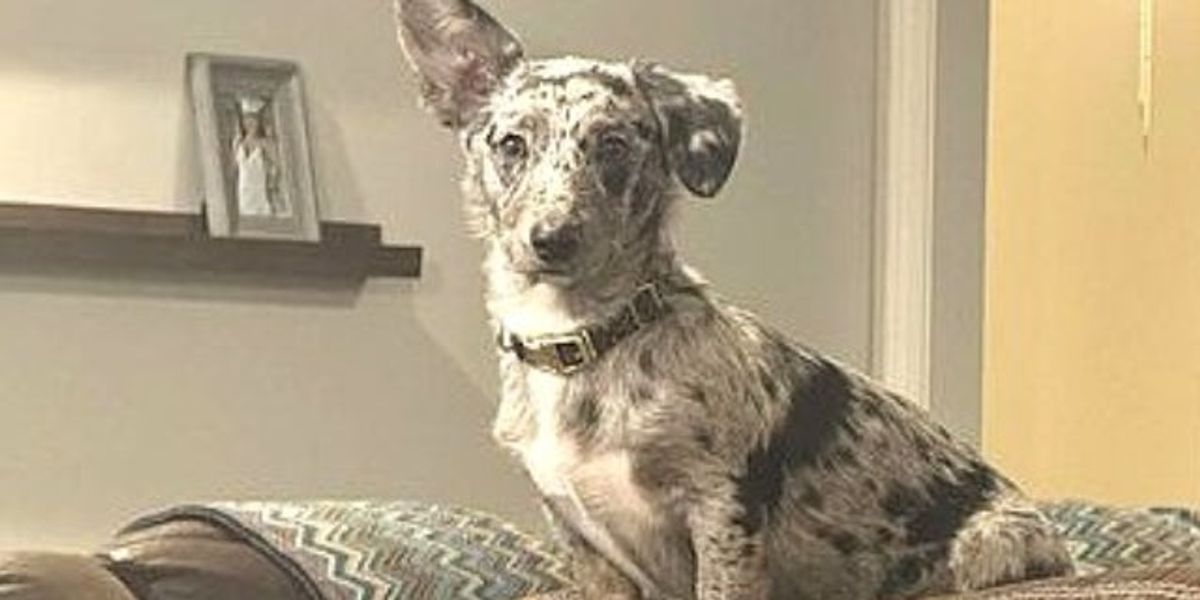 Lap dog Gypsy wins Pet of the Week