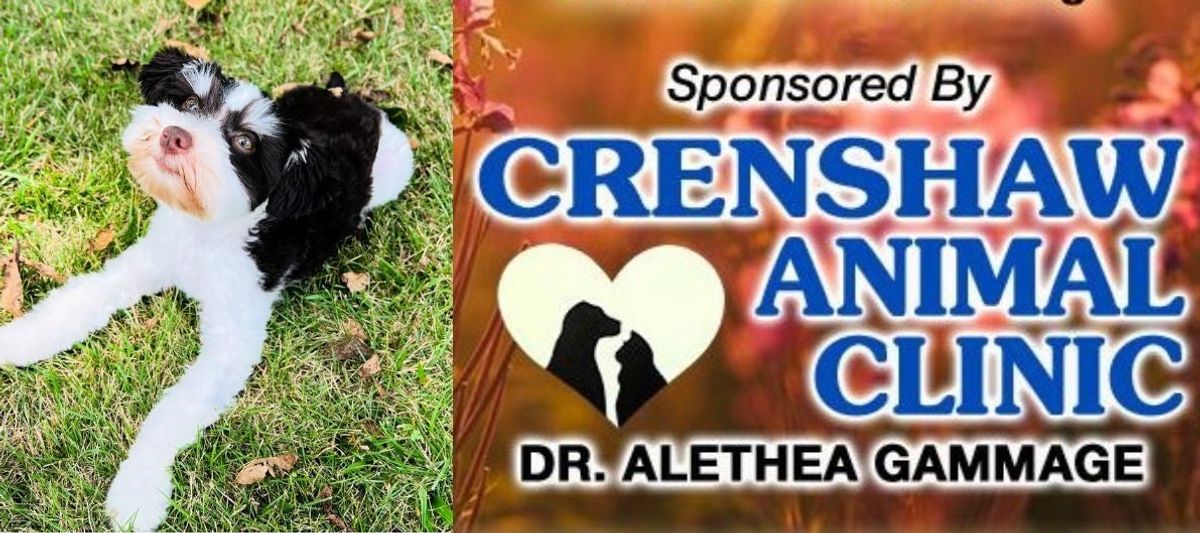Miniature Schnauzer crowned Super Spring Pet of the Season