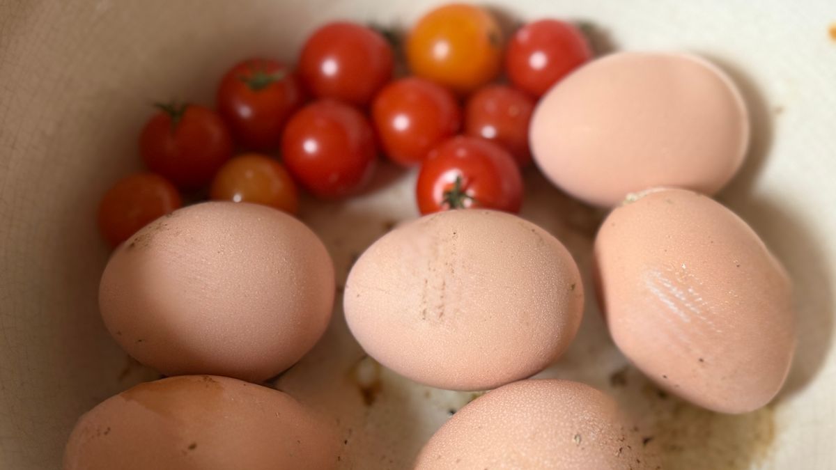 Flock resumes production after missing egg recovered