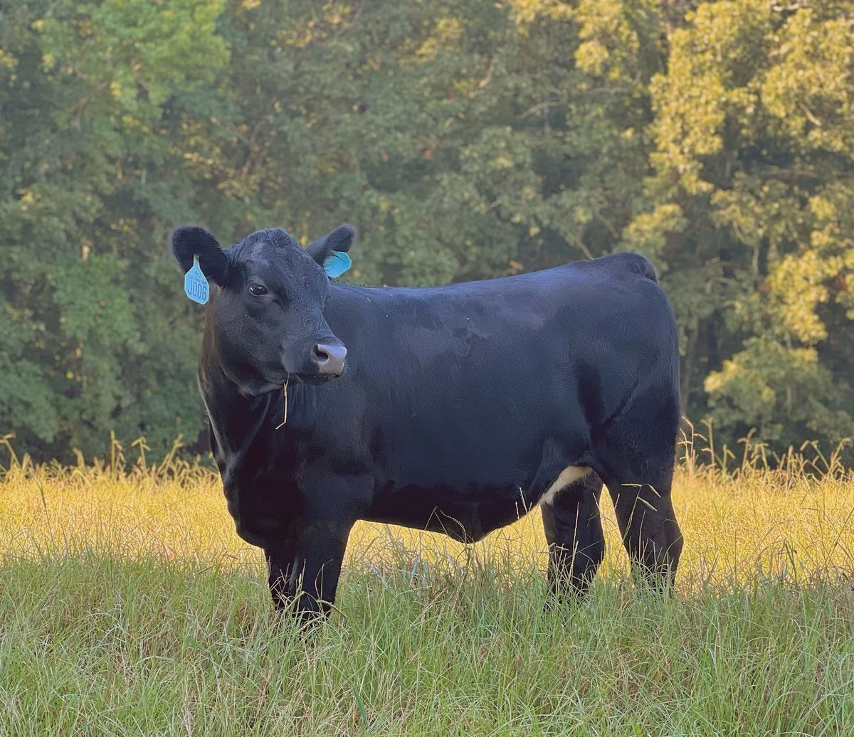 Four Corner Farms joins American Angus Association