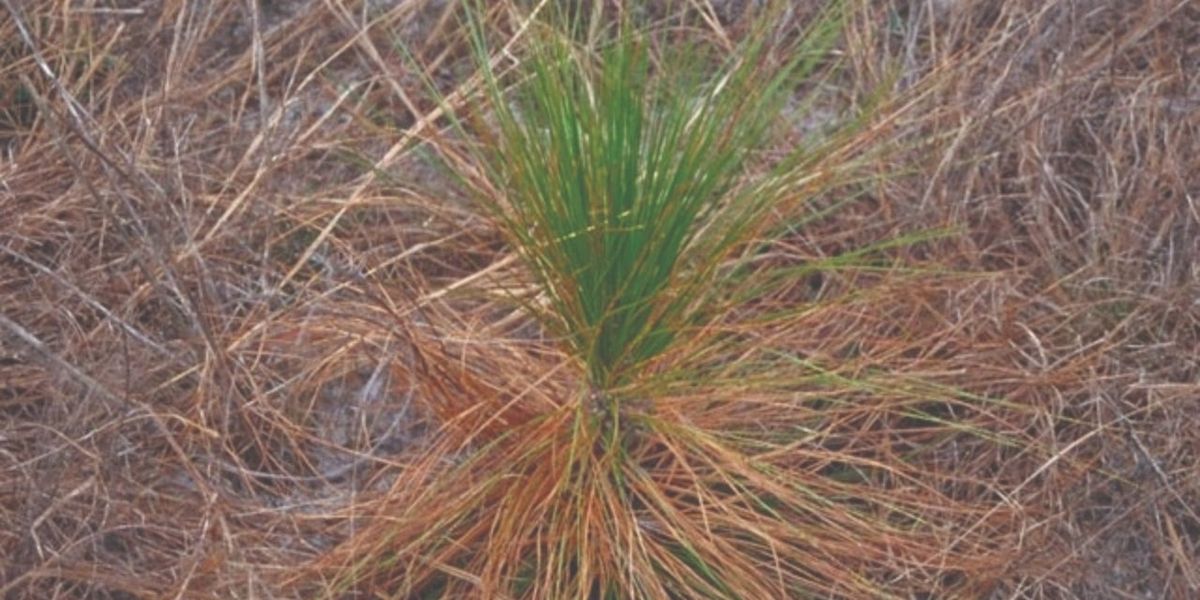Fungal disease affecting pine trees in Alabama