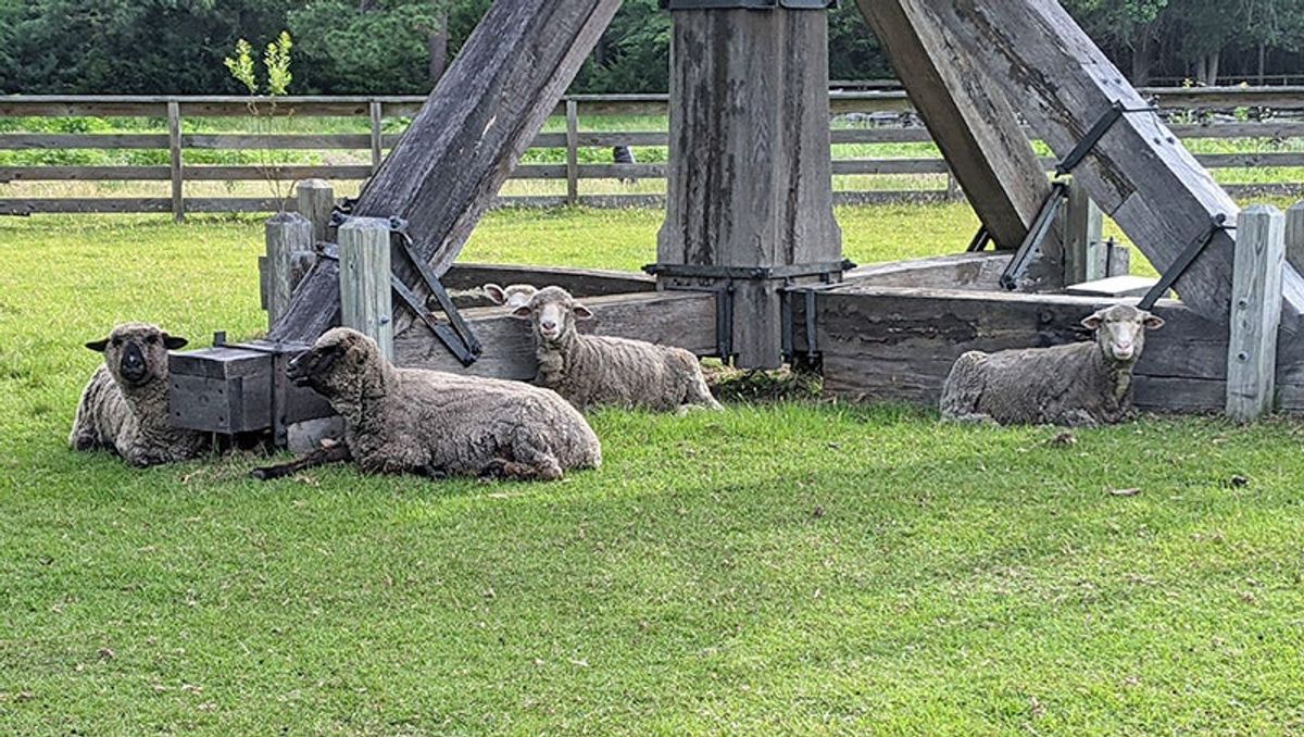 Taking a peep at the resident sheep