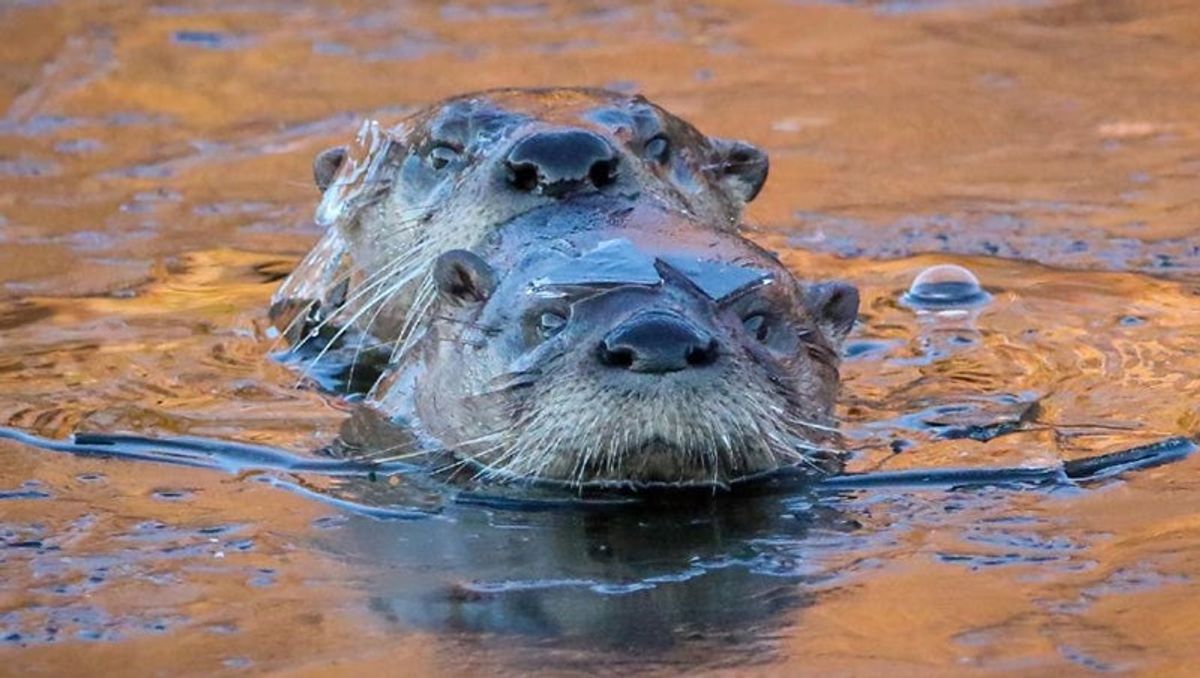 Hitching a ride: North American river otters at Pocosin Lakes National...