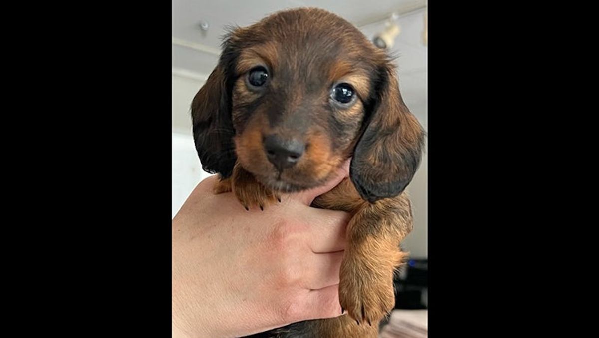 Gig Line: Movies, memories and puppies