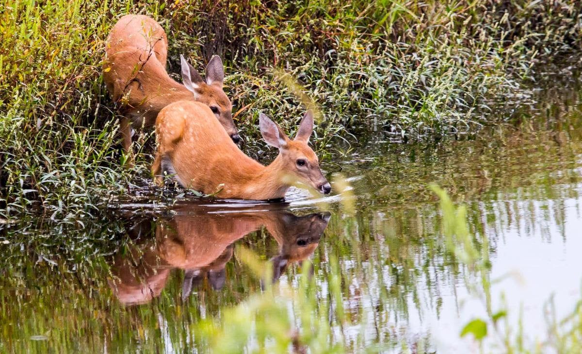 Taking a dip at Pocosin Lakes National Wildlife Refuge