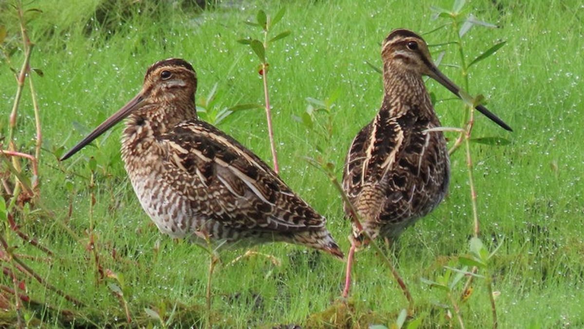 Going on a snipe hunt?