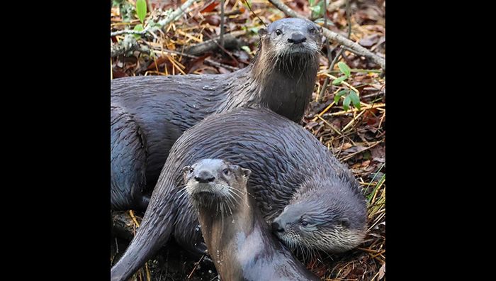 Otter family on the Alligator River National Wildlife Refuge