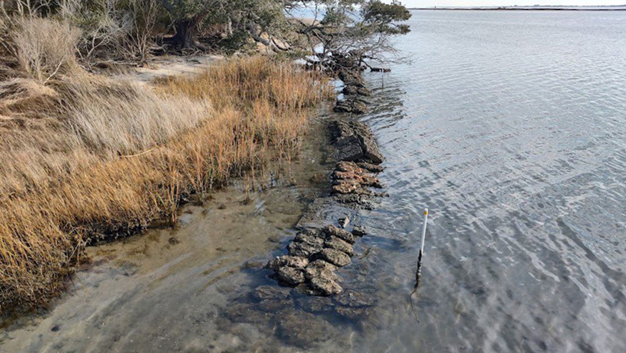 Thriving oyster colonies on living shorelines boost protection