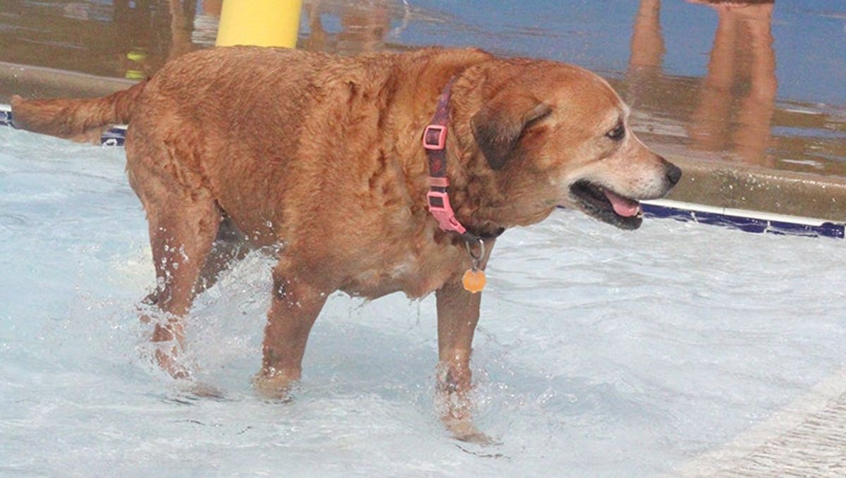 For the dogs: Outer Banks Family YMCA holds fundraising pool party for...