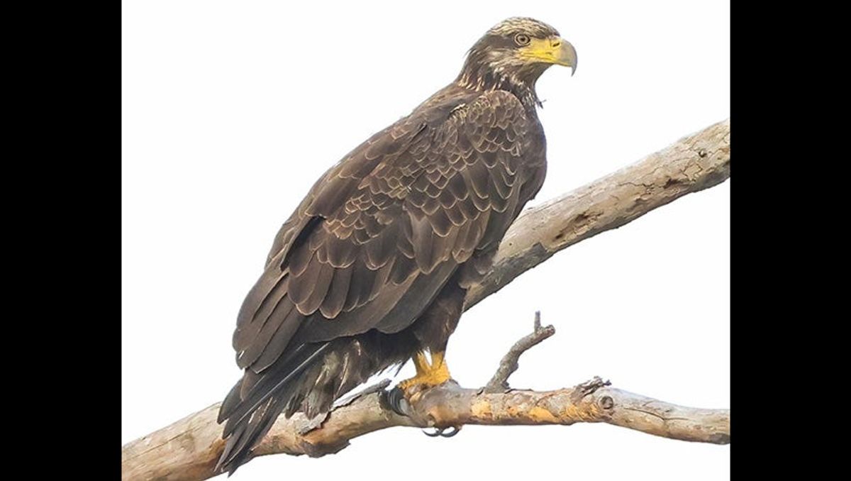 Still growing: An immature bald eagle on the Alligator River National ...