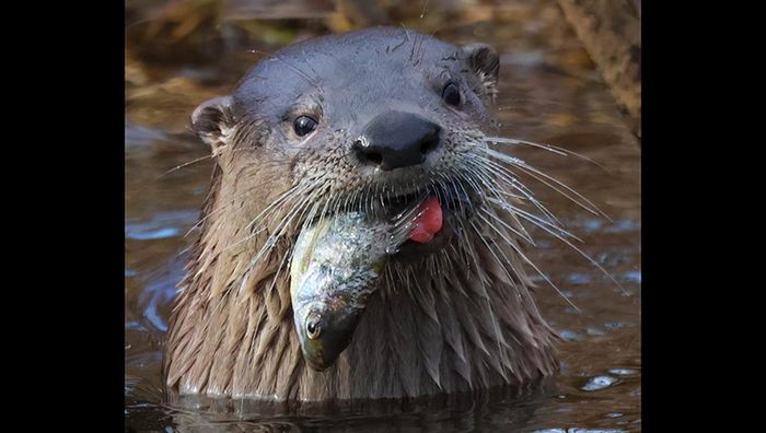 Otter family on the Alligator River National Wildlife Refuge