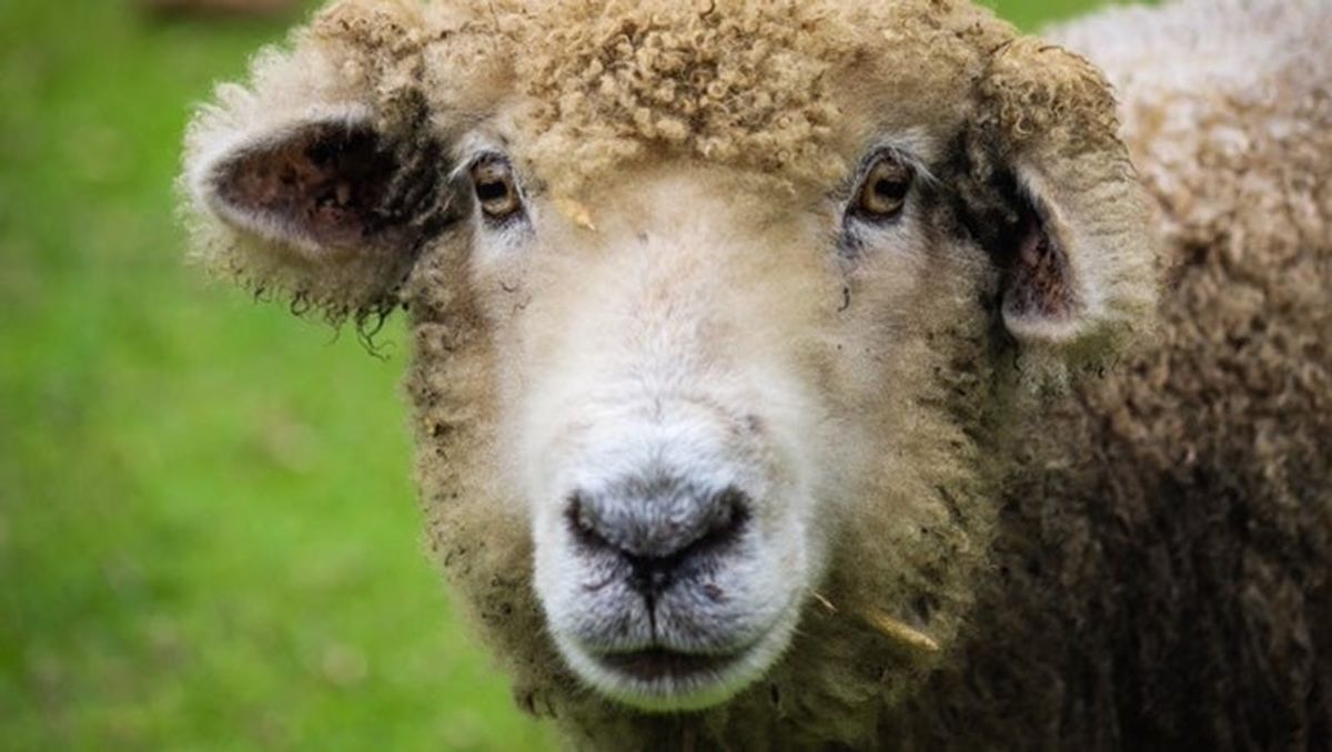 Annual sheep shearing day, season opening set for Island Farm