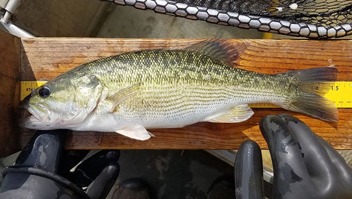 Invasive Alabama bass spreads from western North Carolina to...