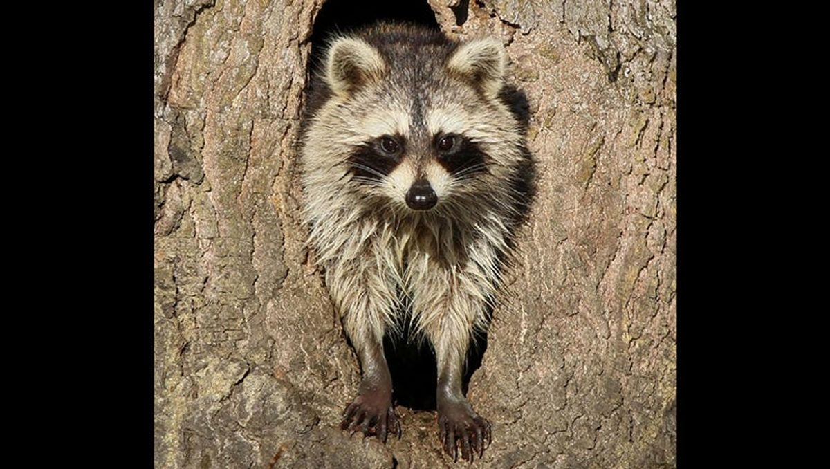 Taking shelter: Raccoon makes use of Pocosin Lakes National Wildlife R...
