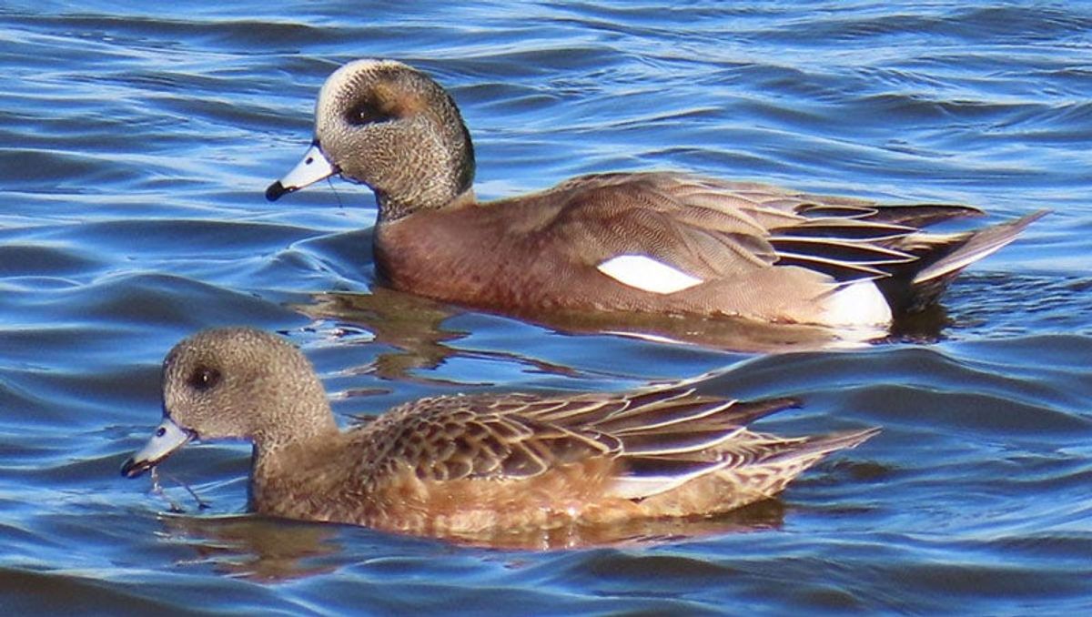 American wigeons: Swimming along the Pea Island National Wildlife Refu...