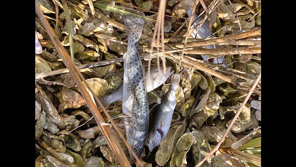 Public asked to report cold stunned spotted seatrout