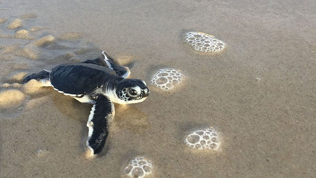 Sea turtle nest adoption program supports Cape Hatteras National Seash...