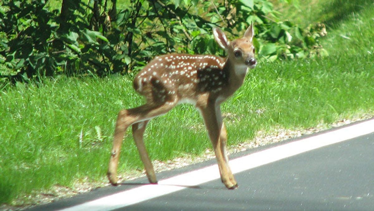 NCWRC offers guidance as animal encounters increase in spring