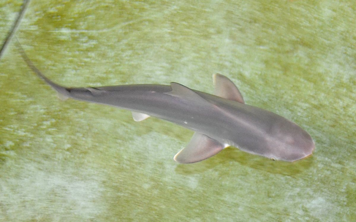It's a girl! Aquarium staff caring for sandbar shark pup bor...
