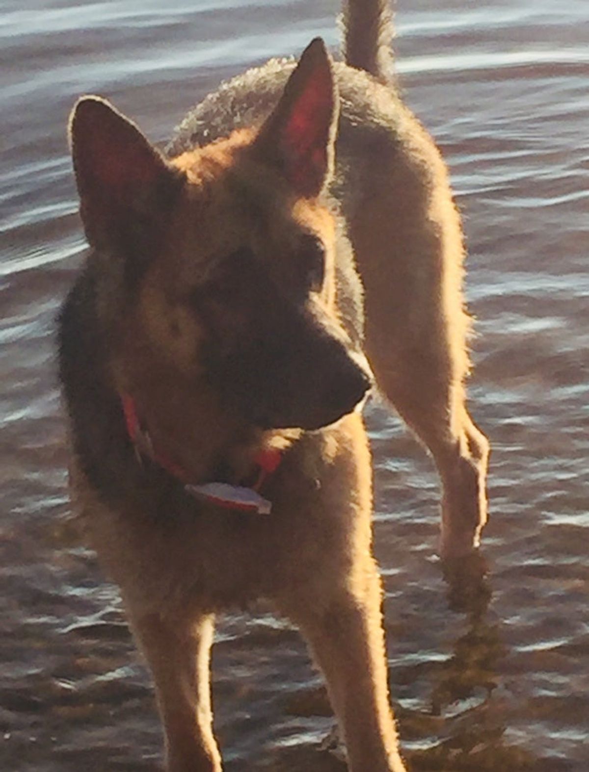 Meet the winners of the Mutt Madness photo contest!