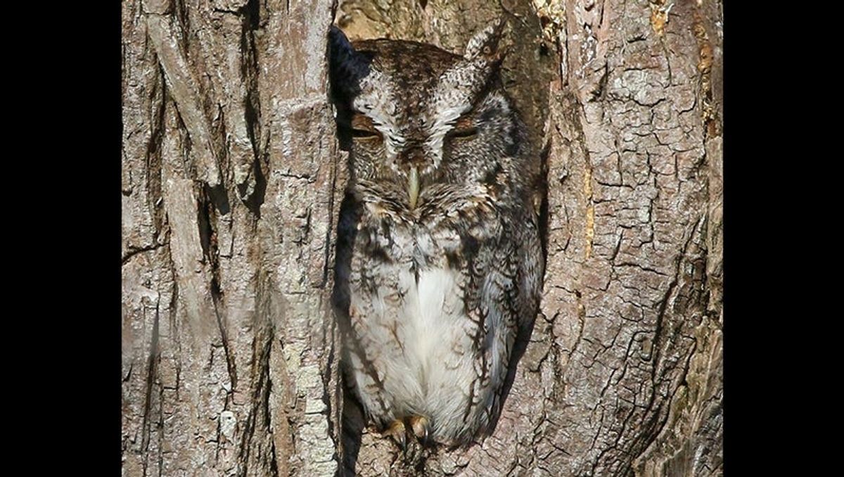 Hiding out at Pocosin Lakes National Wildlife Refuge