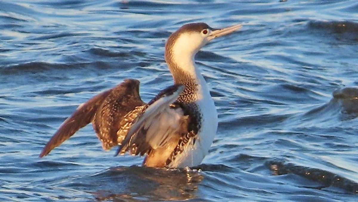 Red-throated loon at Pea Island National Wildlife Refuge
