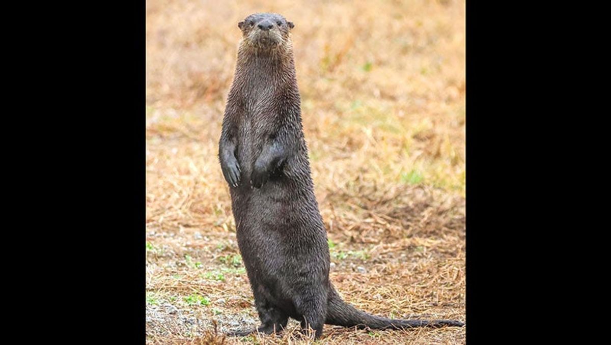 Otter reconnaissance: Keeping an eye on the Alligator River National W...