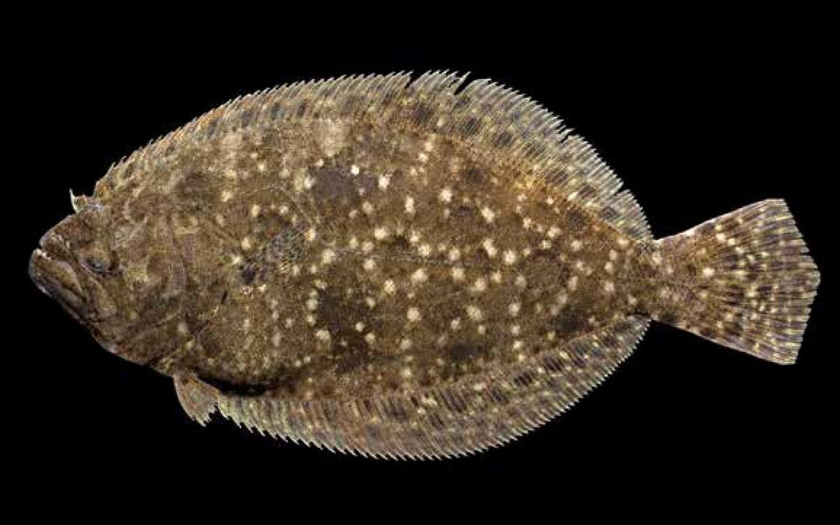 Atlantic Ocean commercial flounder season now open