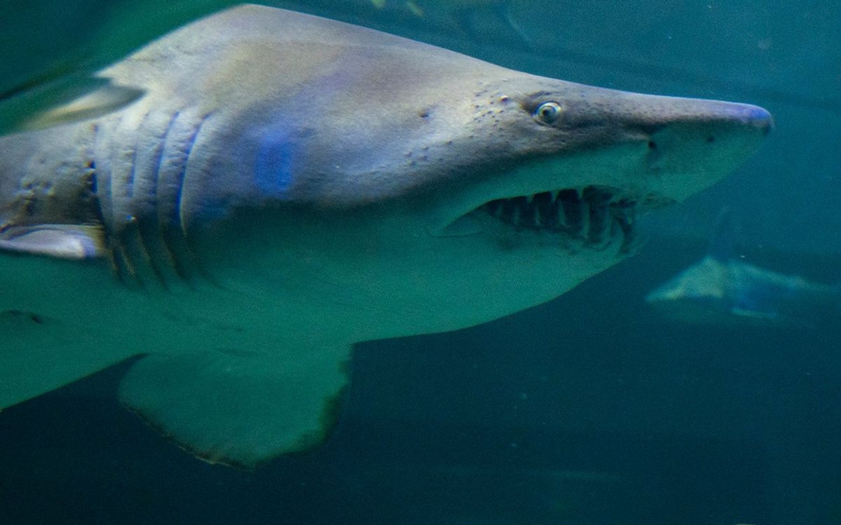 Aquarium at Pine Knoll Shores mourns loss of sand tiger shark Jolene