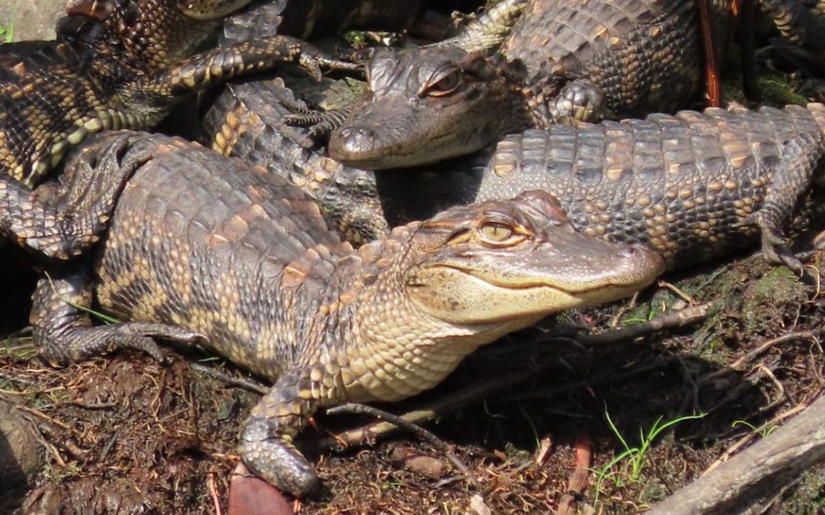 Gathering of gators at Alligator River National Wildlife Refuge