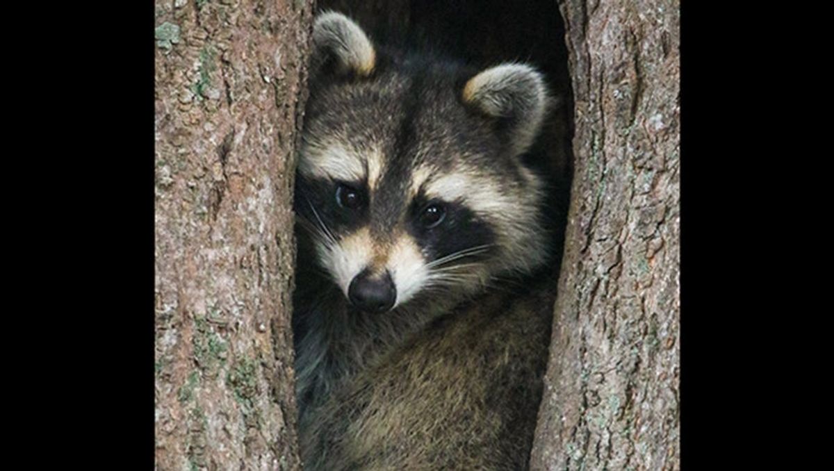 Raccoon finds cozy spot at Pocosin Lakes National Wildlife Refuge