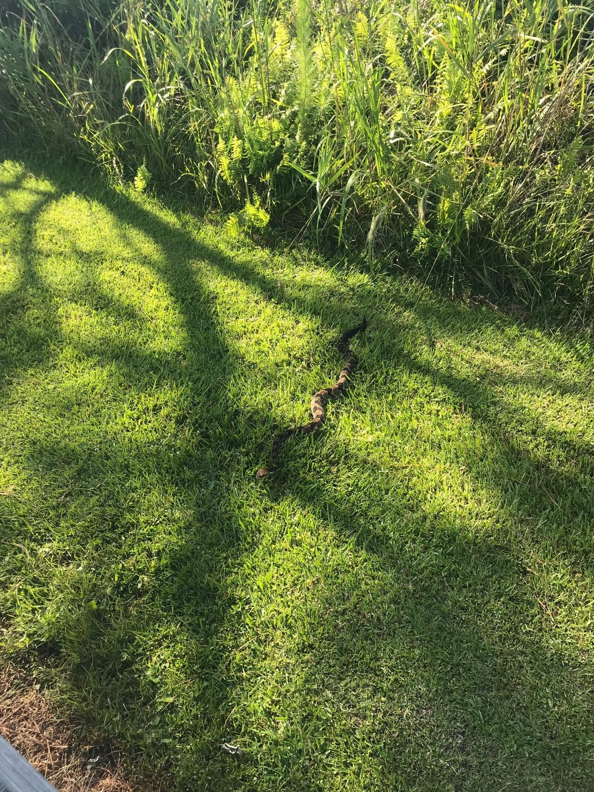 VIDEO: Timber rattlesnake slithers under Bodie Island Light boardwalk