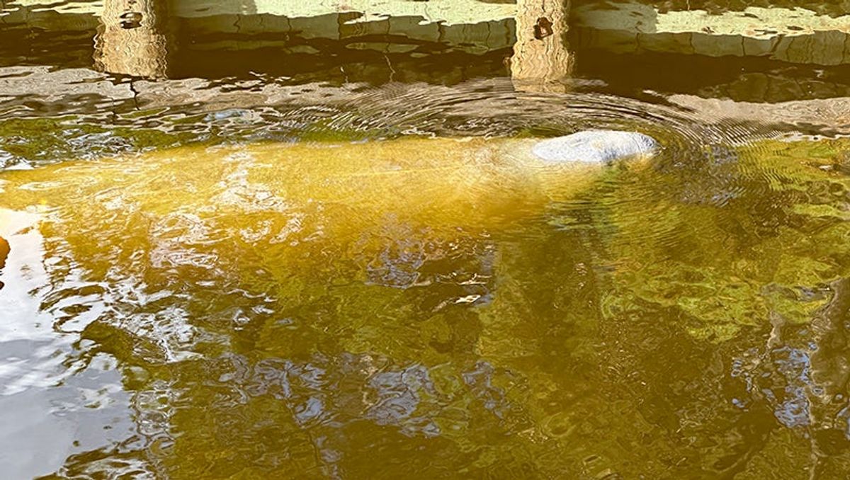 Takes a village: Injured manatee seen in Kitty Hawk Bay now ...