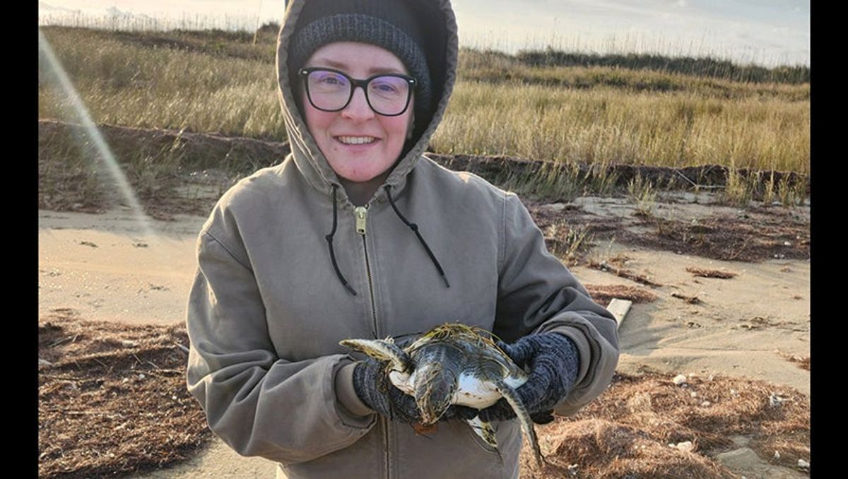 Wintry weather brings cold-stunned sea turtles in need of care