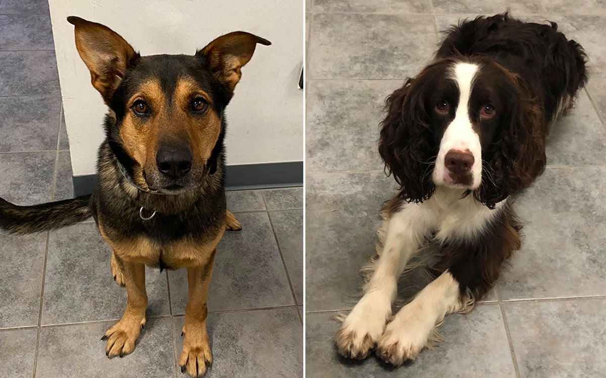 Tyrrell County Sheriff's Office K9s to receive body armor donation