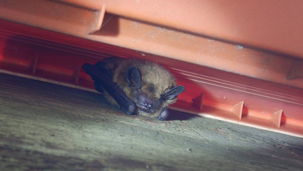 Bat pup-rearing season around the corner; take care of home ...