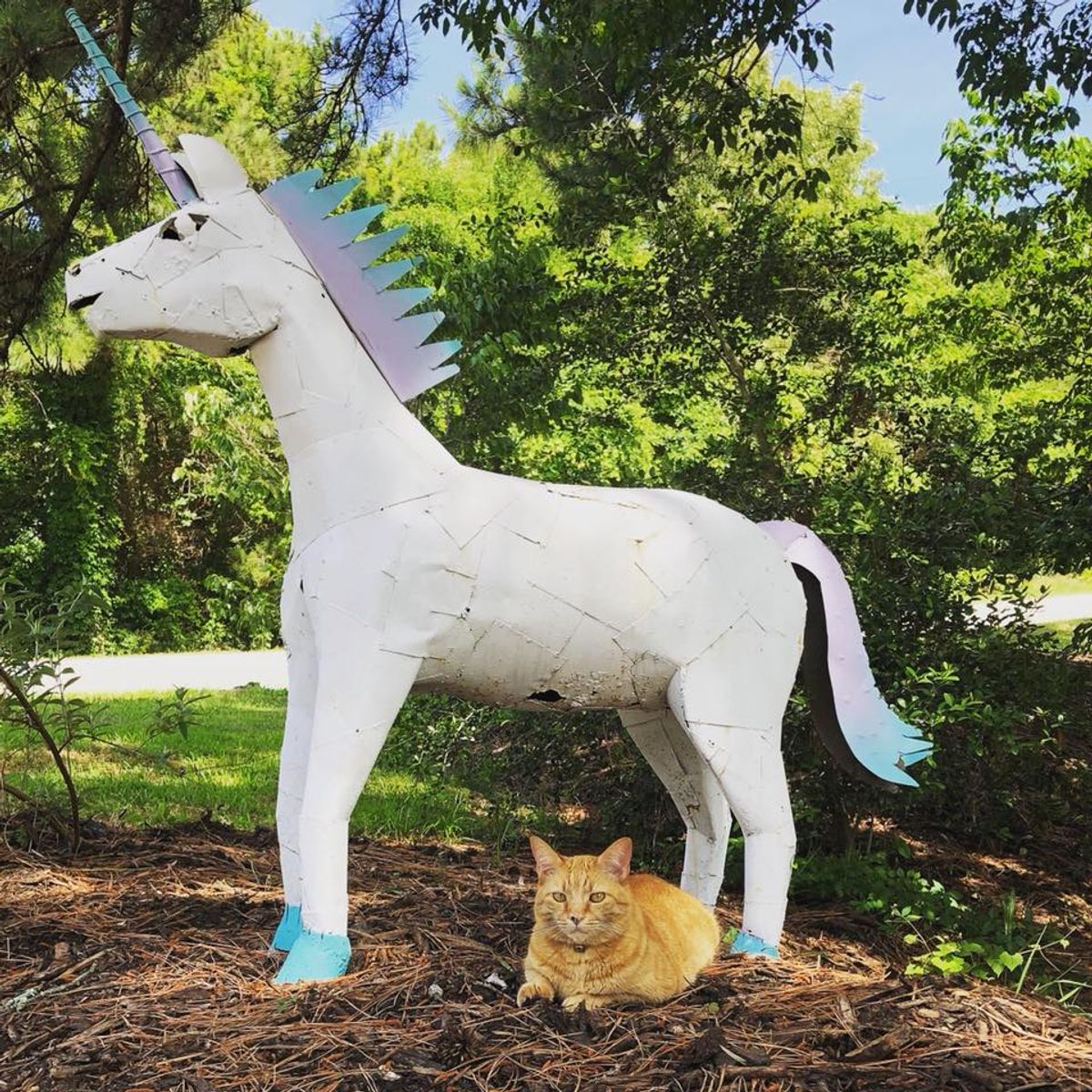 Reward offered for missing unicorn