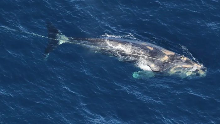 Critically endangered right whale found dead off NC coast