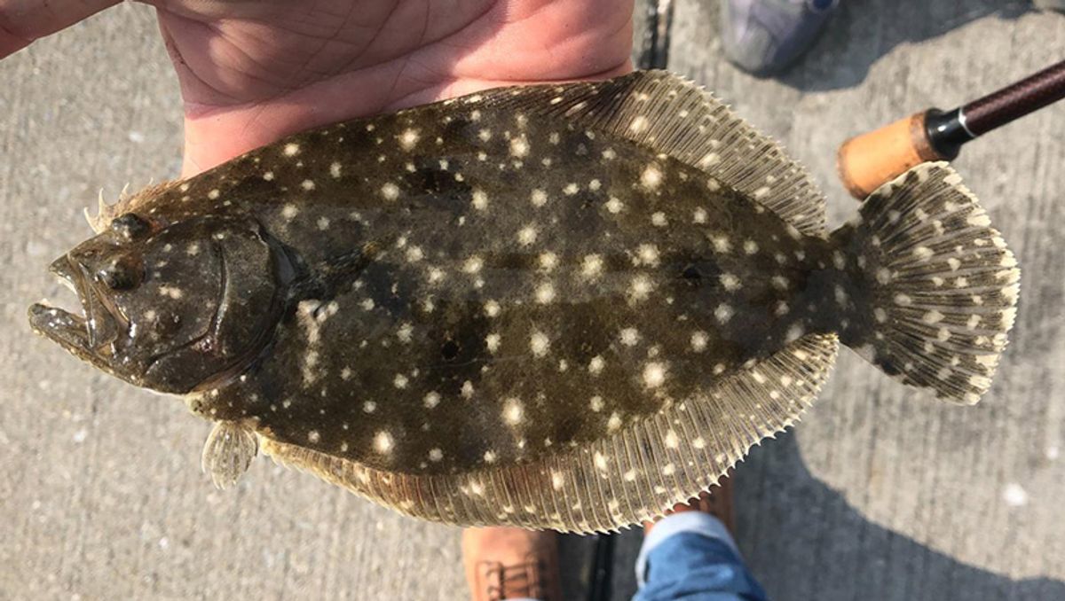 Spring gulf flounder season opens March 9