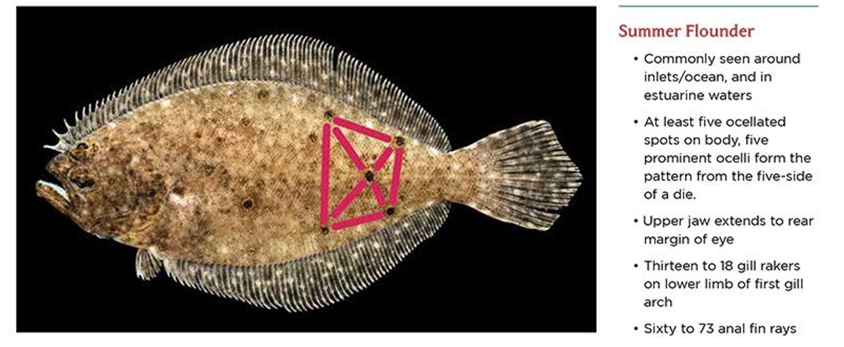 Recreational spring season for ocellated flounder in Atlantic will not...