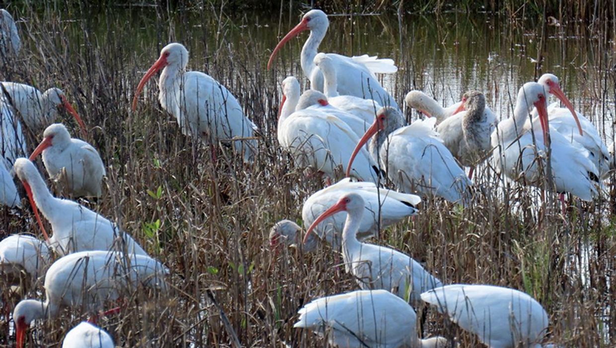 White ibis colony gathers on Pea Island