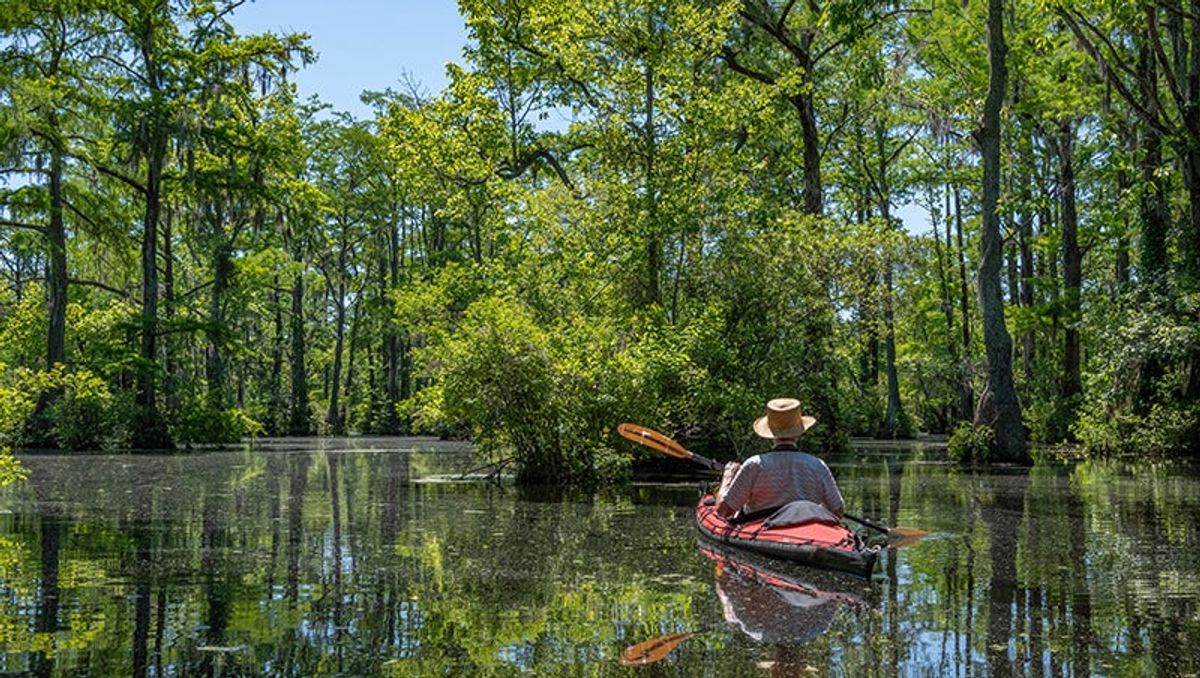 Merchants Millpond State Park kayaking trip set