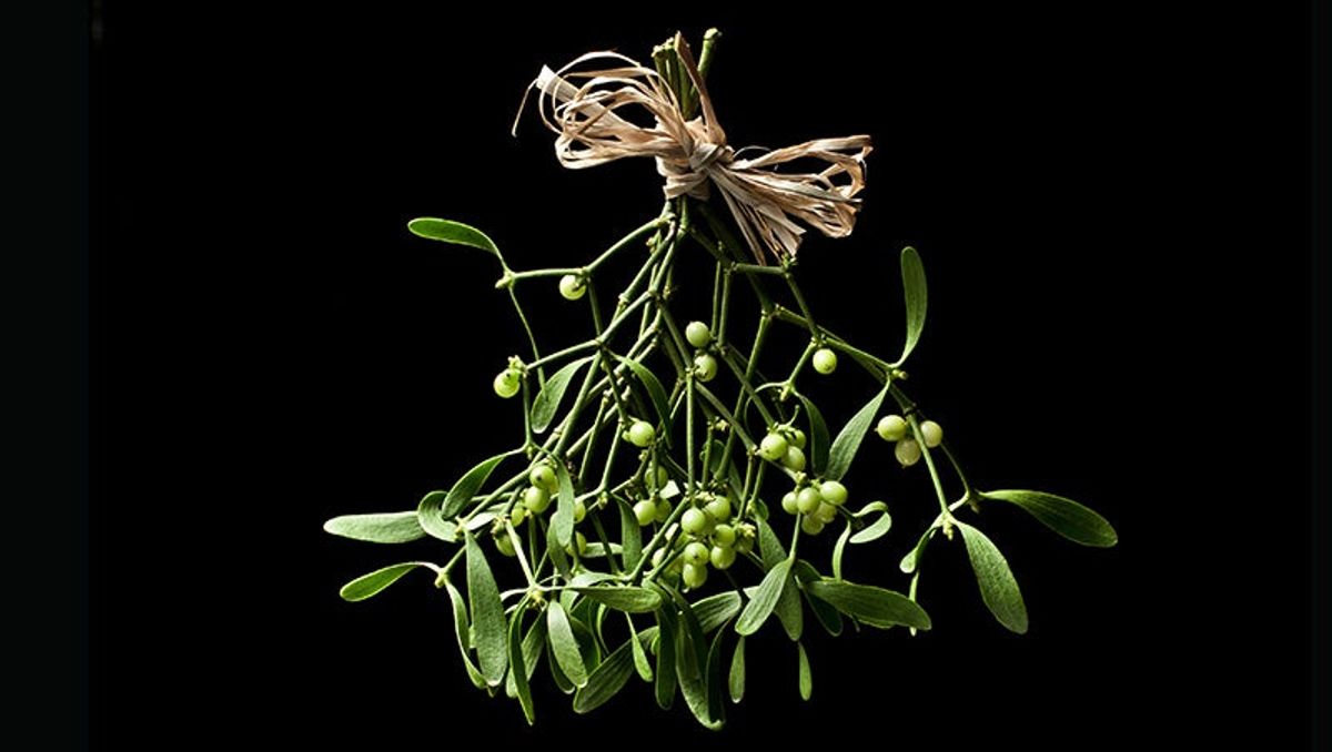 Memories and Musings: The mistletoe caper