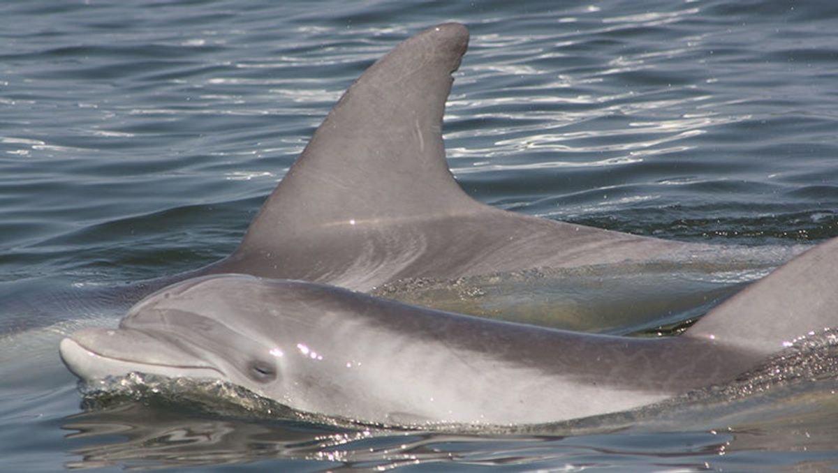 Outer Banks Center for Dolphin Research to install educational walking...