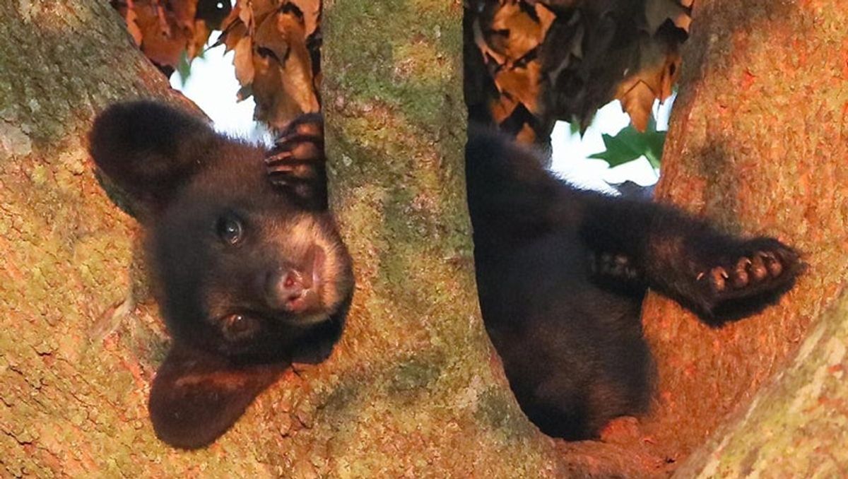 Good morning, sunshine! Bear cub on the Pocosin Lakes National Wildlif...